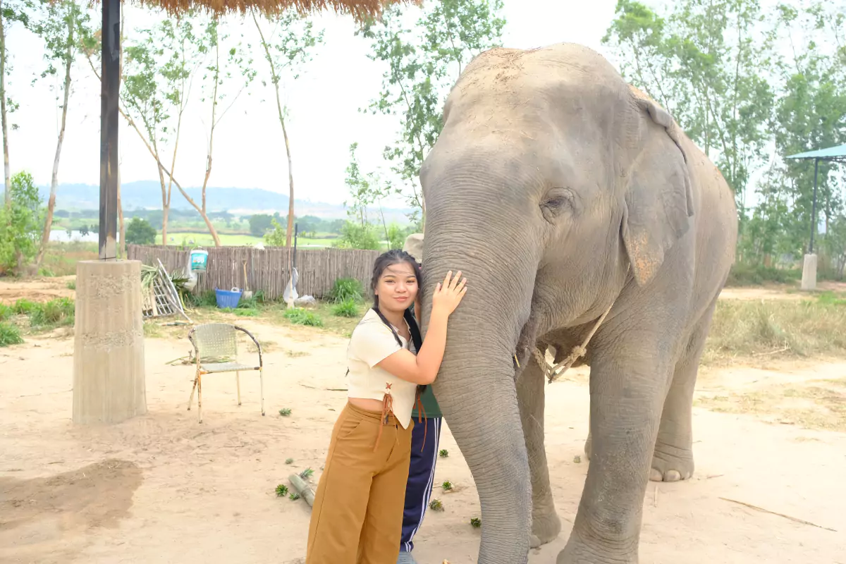 Elephant Jungle Sanctuary Pattaya: A Unique Elephant Experience