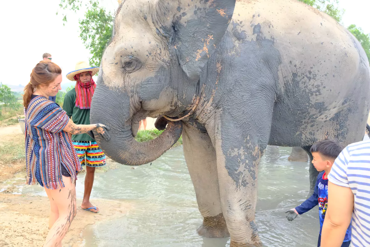 Elephant Jungle Sanctuary Pattaya: A Unique Elephant Experience