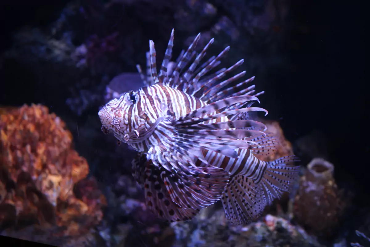Sea Life Bangkok Ocean World: Underwater Adventure