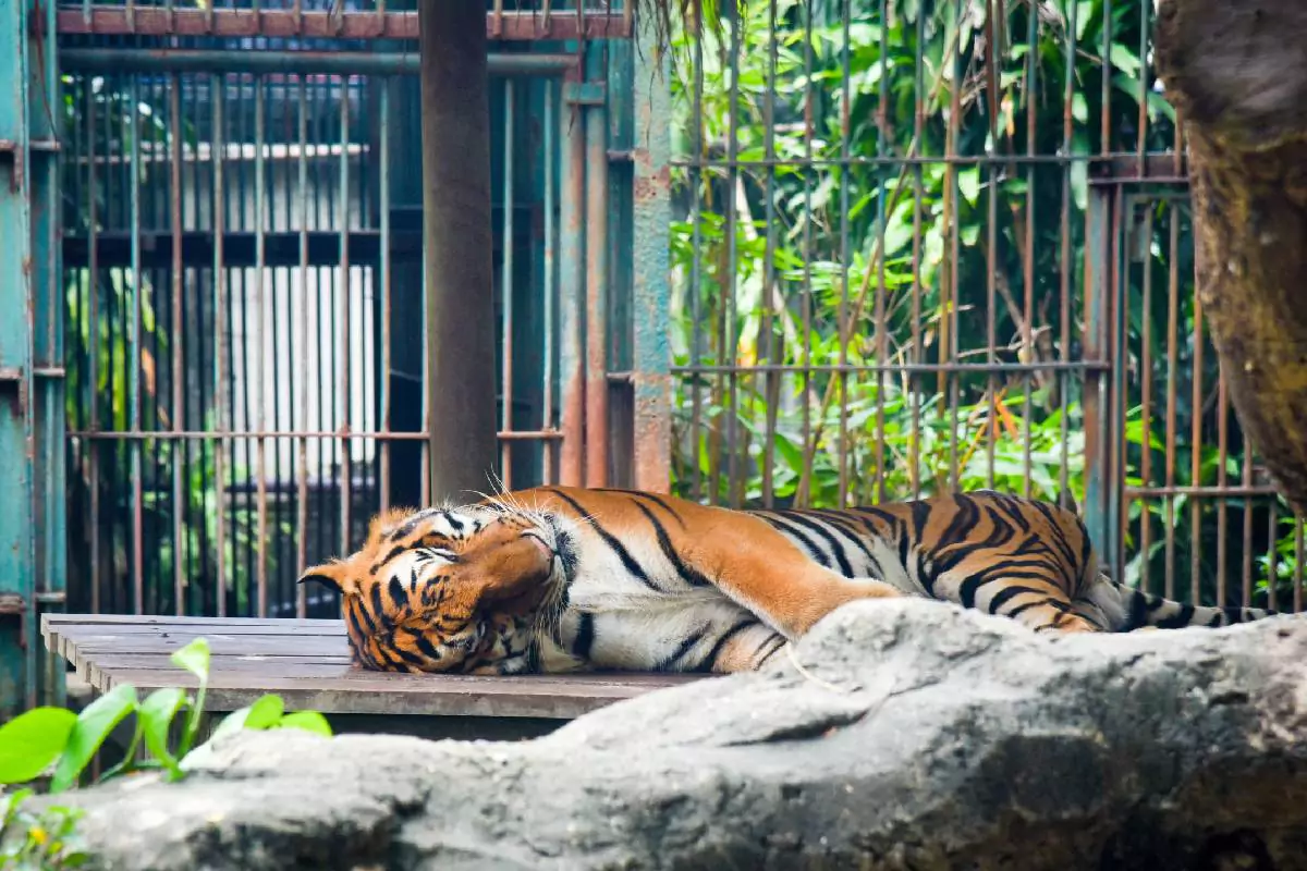 Tiger Kingdom Phuket: Majestic Tigers and Exotic Wildlife