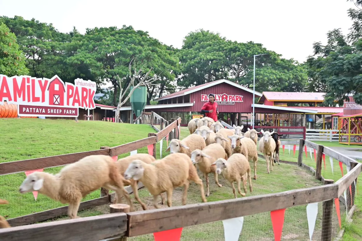 Pattaya Sheep Farm: Farm Experience for the Whole Family